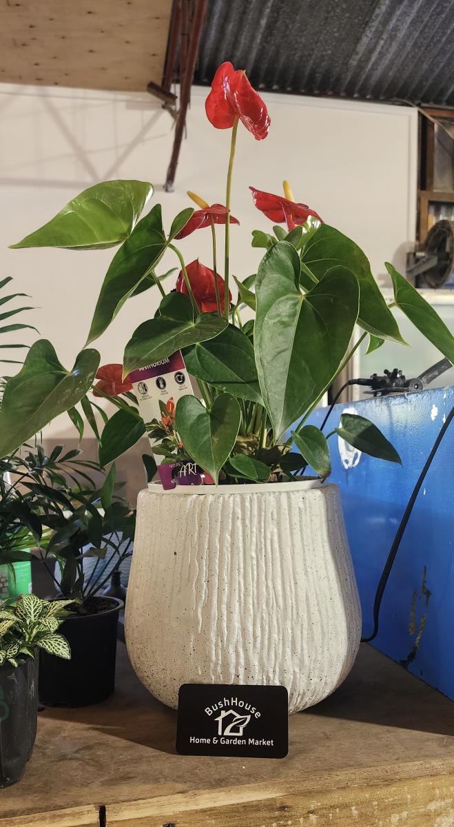 Bush House Pots, Plants & Garden Decor, Chandler, QLD