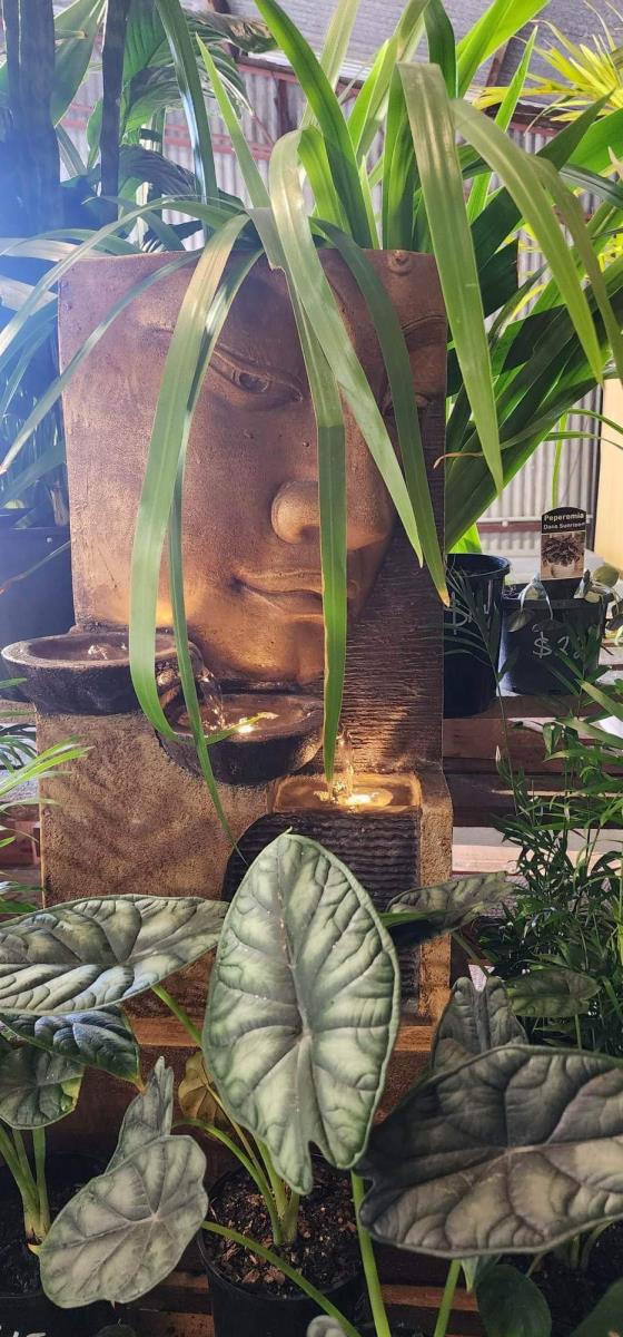 Bush House Pots, Plants & Garden Decor, Chandler, QLD