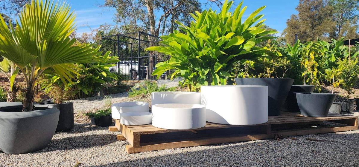 Bush House Pots, Plants & Garden Decor, Chandler, QLD